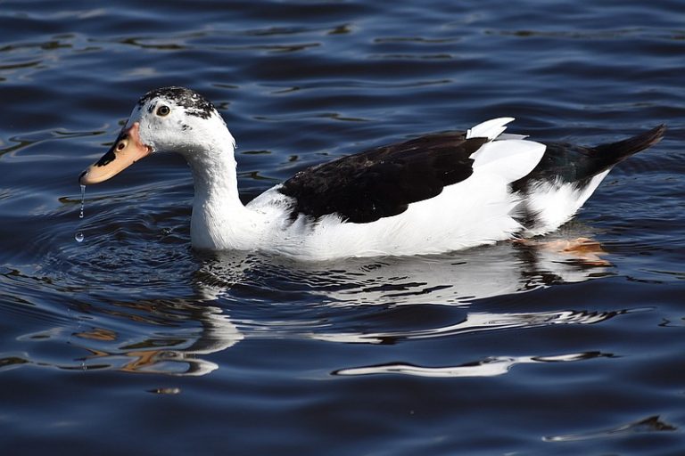 Magpie Duck - Breed Profile - Backyard Poultry